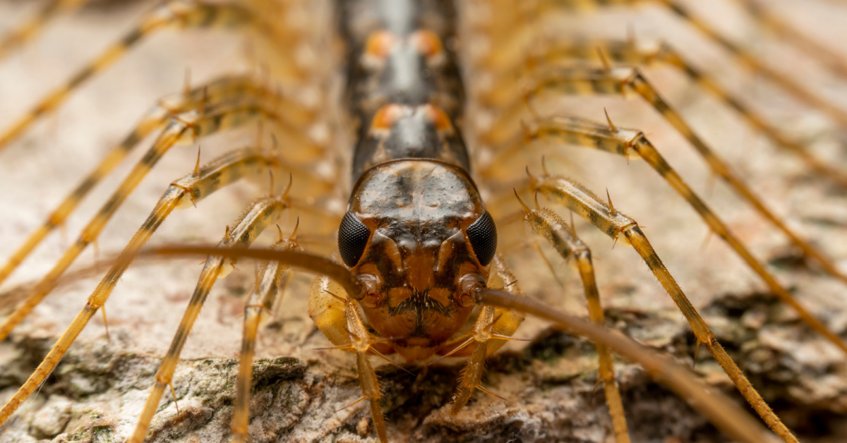 The Centipede Dilemma